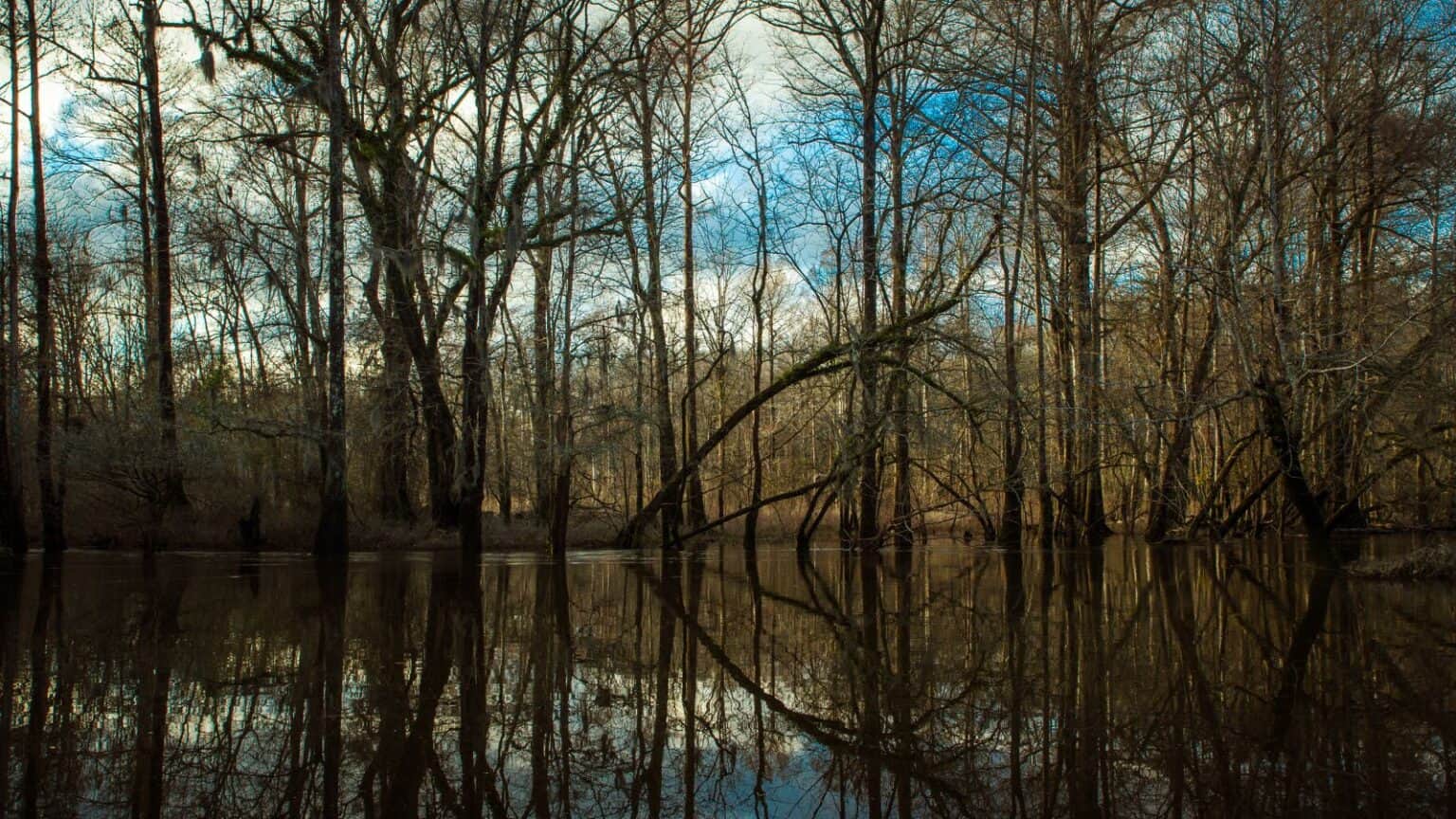 South Carolina Lakes and Rivers Map: Winding Waterways